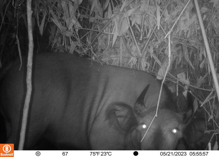 Evidence of forest buffalo presence raises hopes for recovering ...